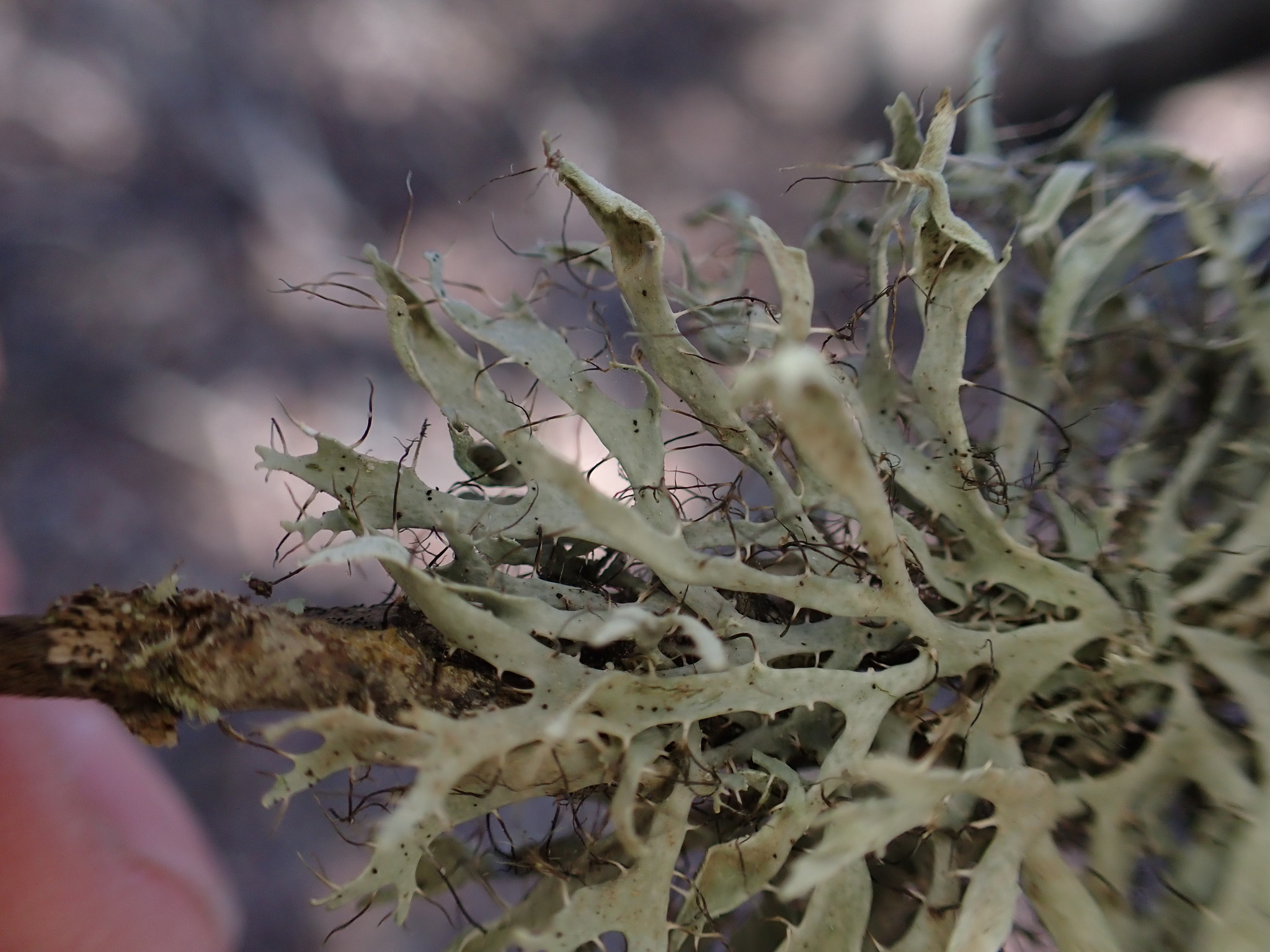 Leucodermia leucomelos (L.) Kalb