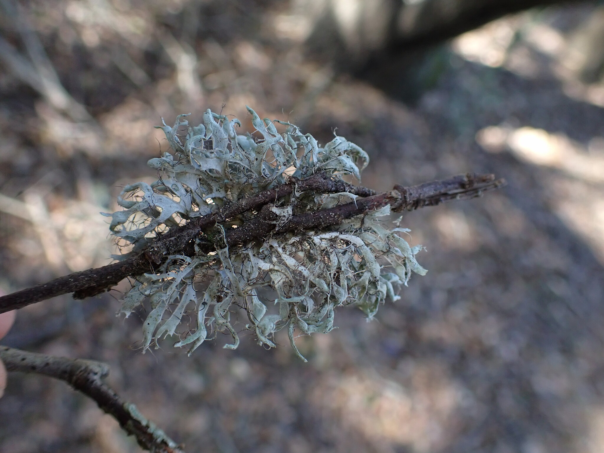 Leucodermia leucomelos (L.) Kalb
