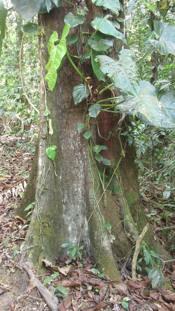 Minquartia guianensis in February 2023 by Richard Guerra. at Finca ...
