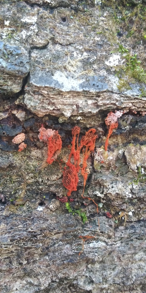 Wasp's Nest Slime Mold in January 2023 by jim · iNaturalist