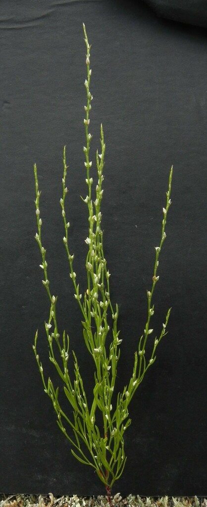 Slender Knotweed (Polygonum tenue) - Botanical Realm