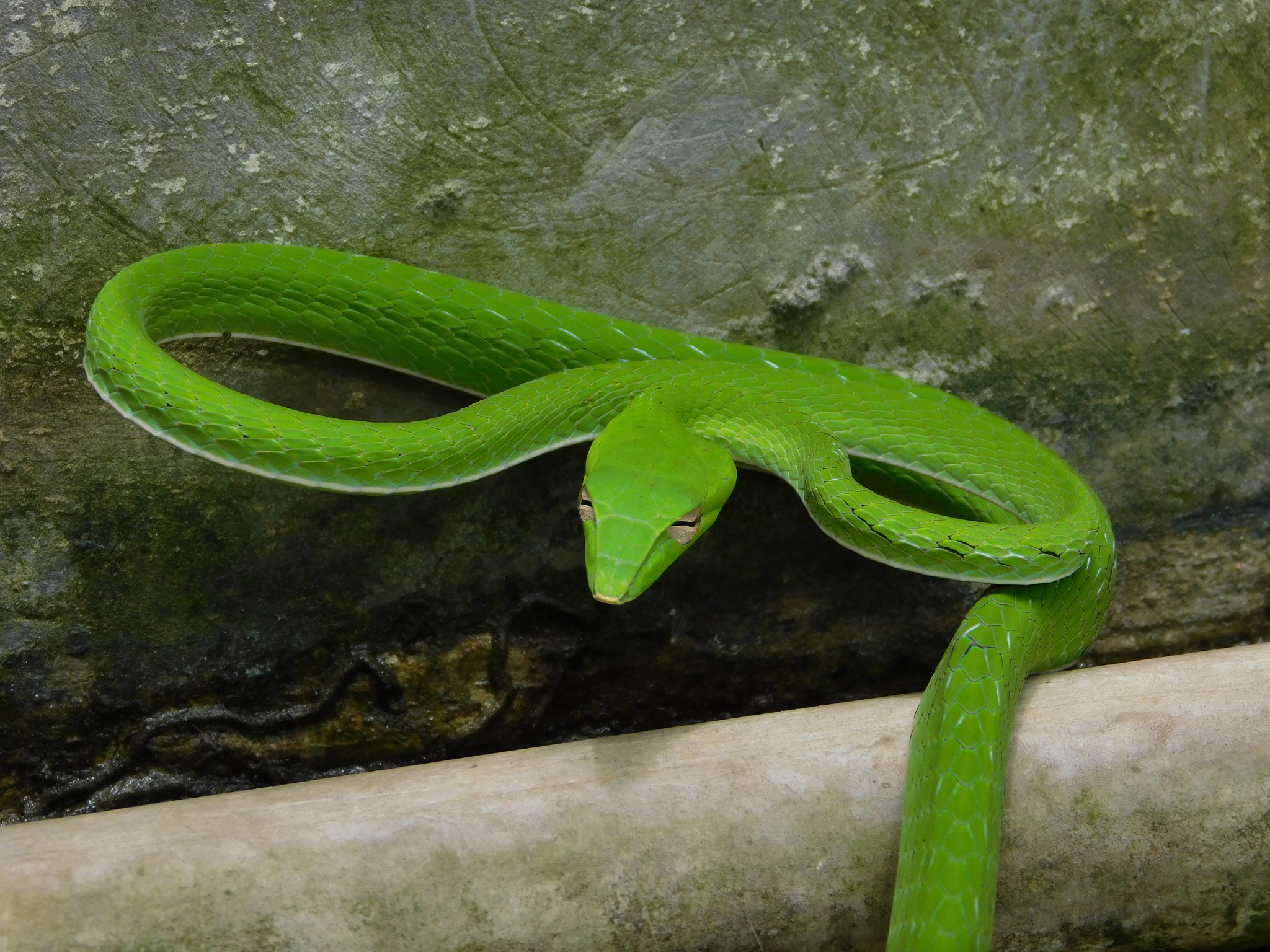 Ahaetulla prasina (Boie, 1827)
