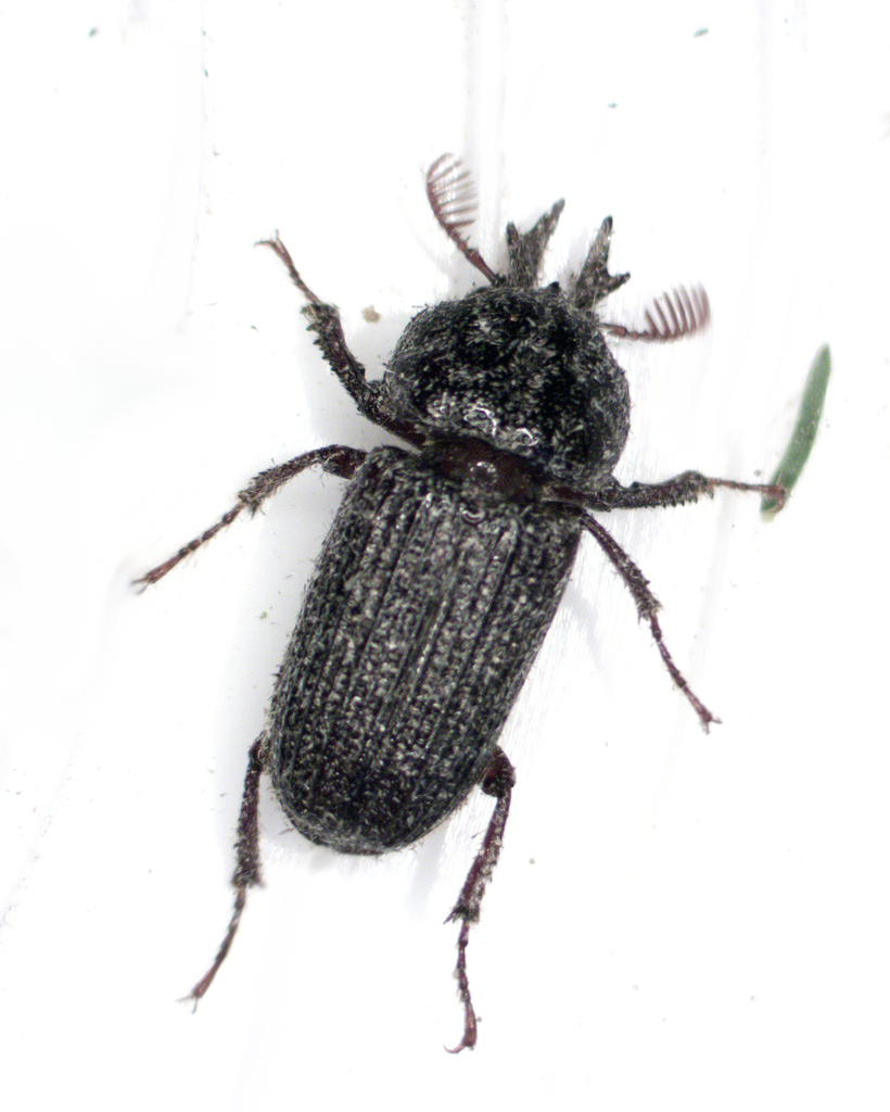 Syndesus cornutus from Gordon VIC 3345, Australia on February 15, 2023 ...