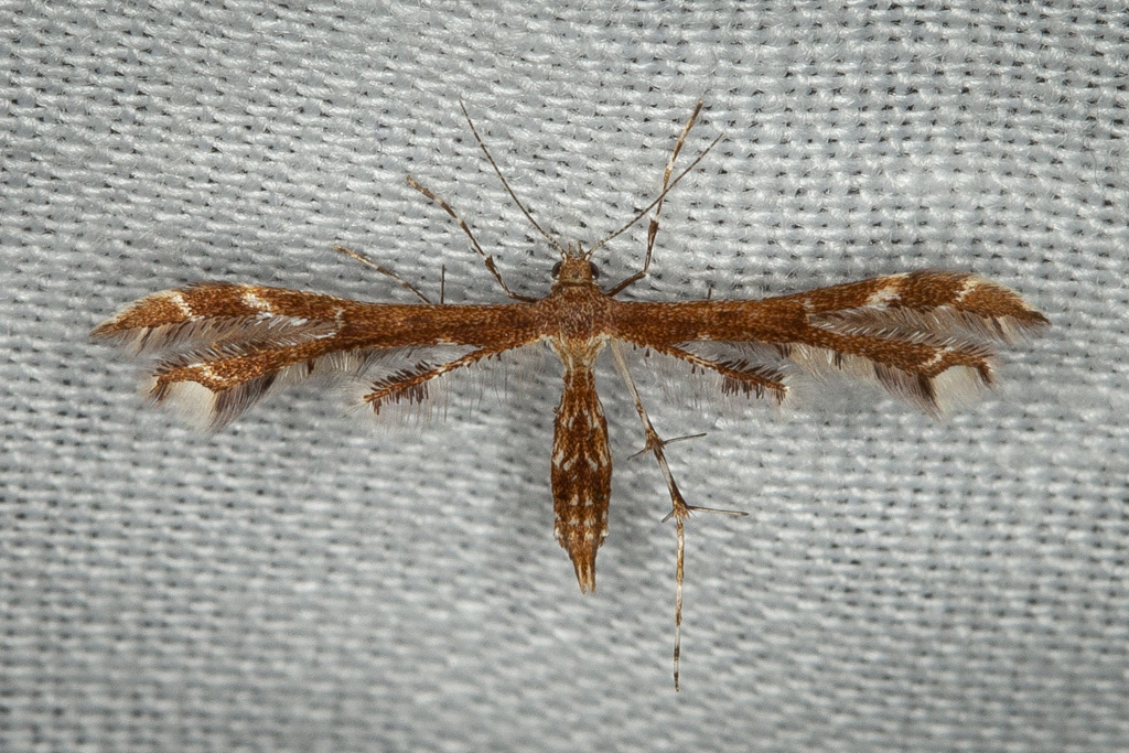 Capperia from Fife Wetlands Preserve, Salt Lake City, UT 84104, USA on ...