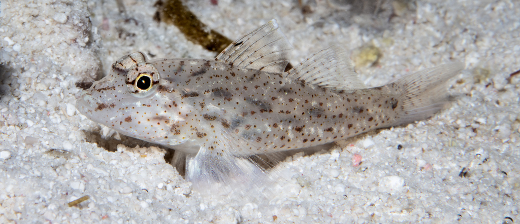 Neophyte Sandgoby (Fishes of the Coral Sea Marine Park, Queensland ...