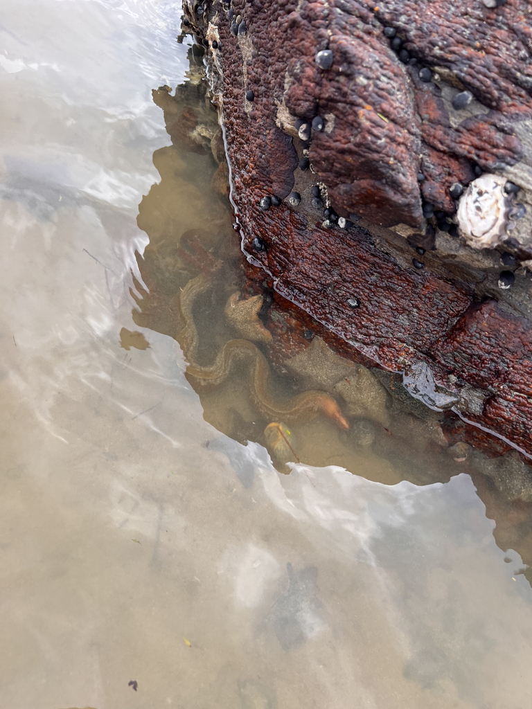 Australian Green Moray from Great Barrier Island / Aotea 0991, New ...