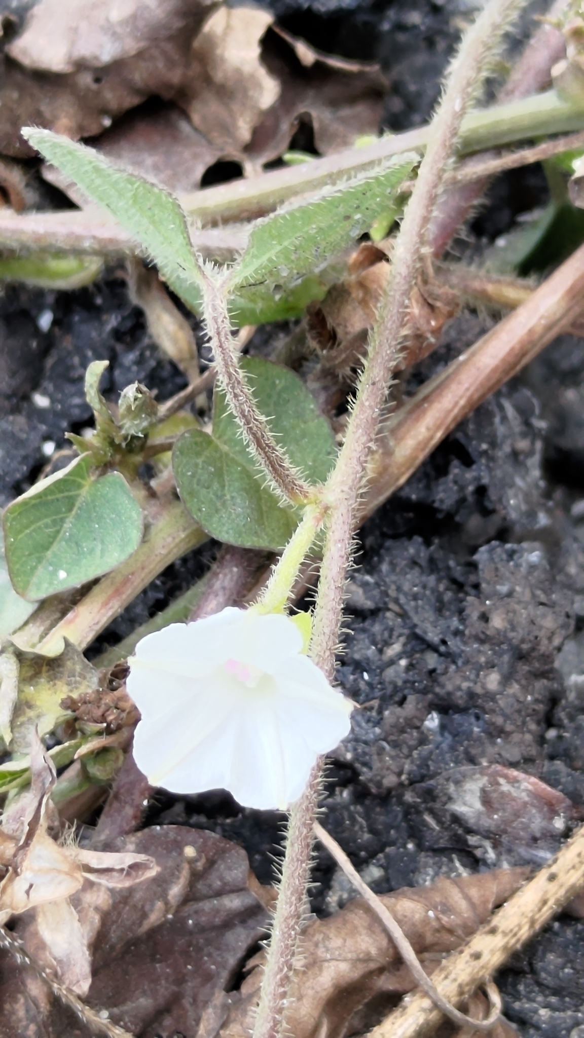 Ipomoea biflora (L.) Pers.