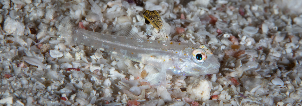 Blacktip Sandgoby (Fusigobius melacron) - Marine Life Identification