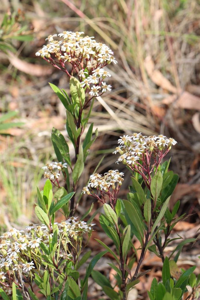 Sticky daisy bush from Kanimbla NSW 2790, Australia on January 18, 2023 ...
