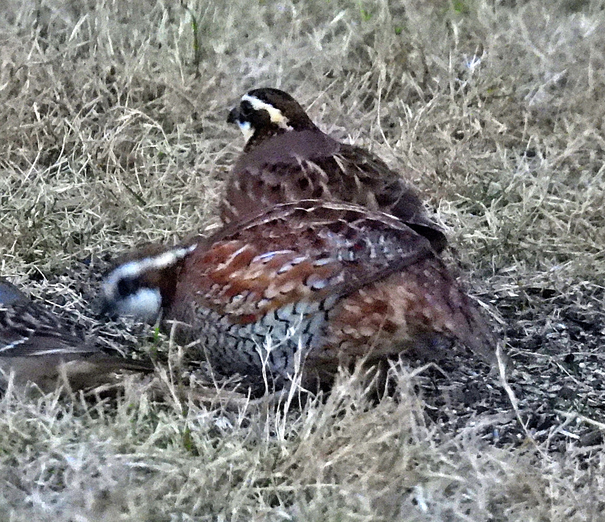 Colinus virginianus (Linnaeus, 1758)