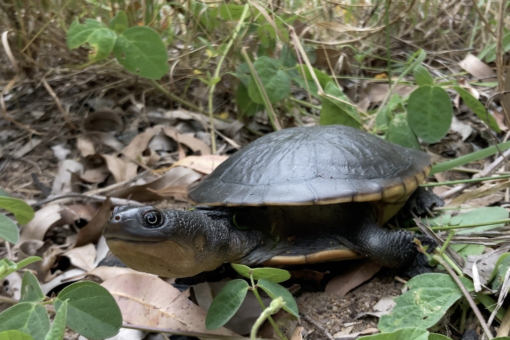 Cann's Snake-necked Turtle in February 2023 by aleckarcz · iNaturalist