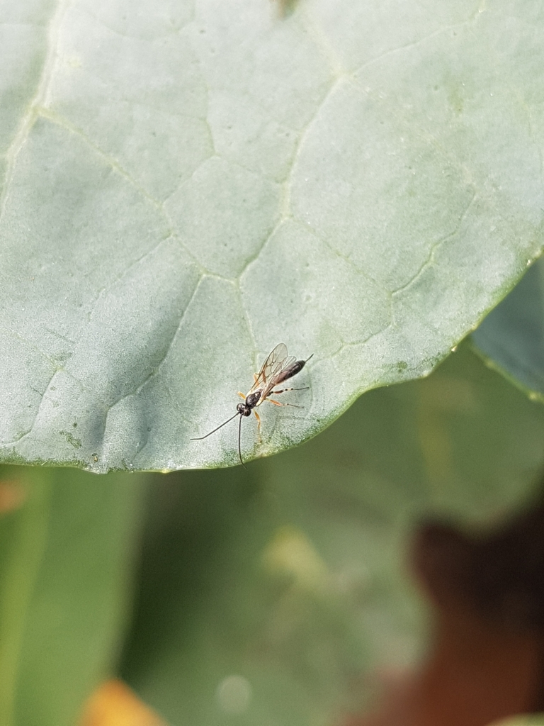 Diamondback Moth Parasitoid Wasp from Flagstaff, Hamilton, New Zealand ...