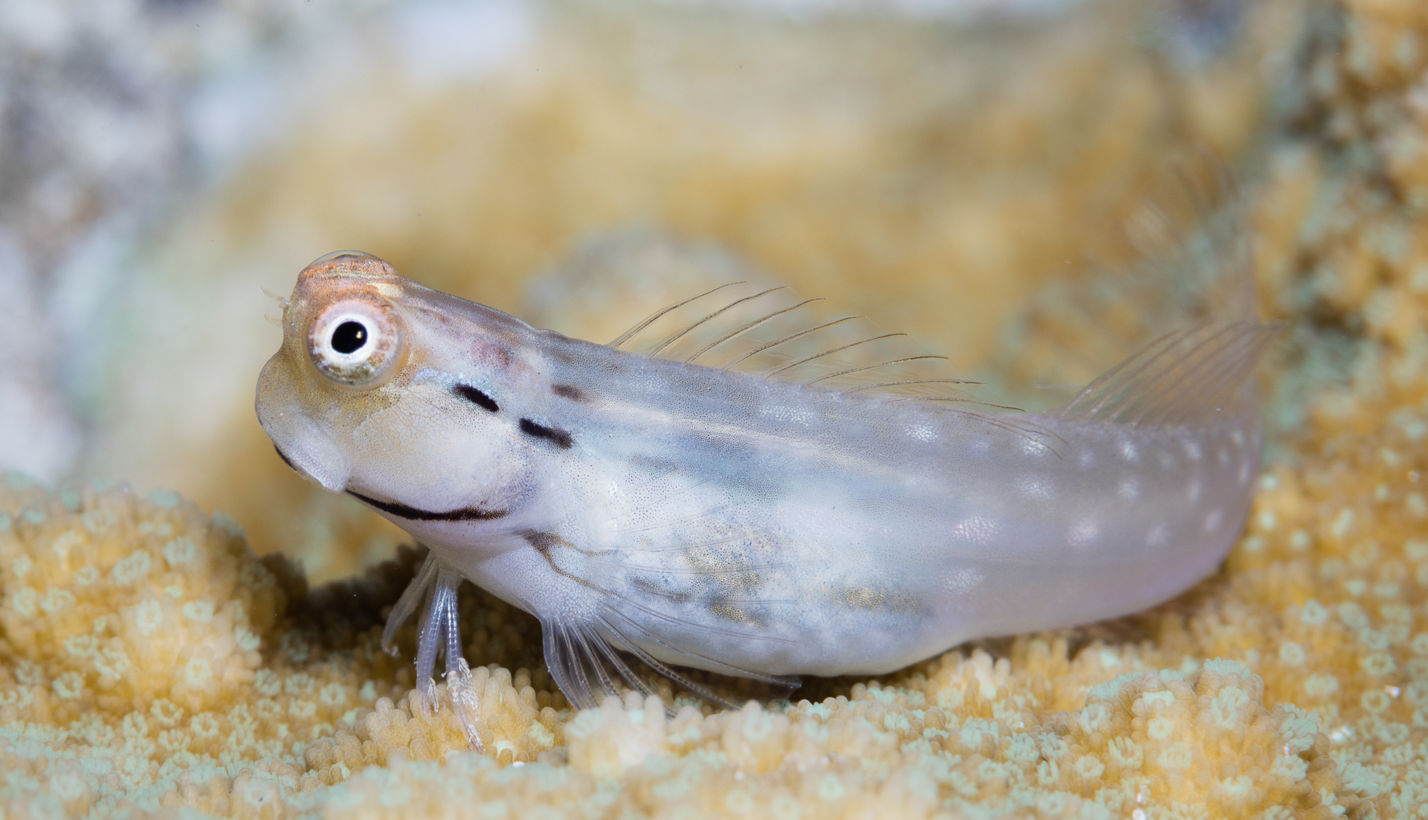 Ecsenius yaeyamaensis (Aoyagi, 1954)