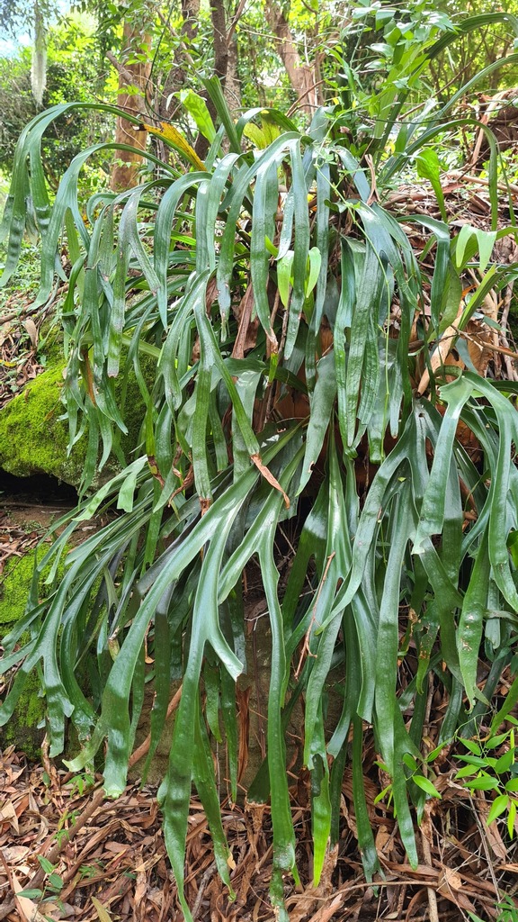 Elkhorn fern from Sydney NSW, Australia on February 15, 2023 at 12:40 ...