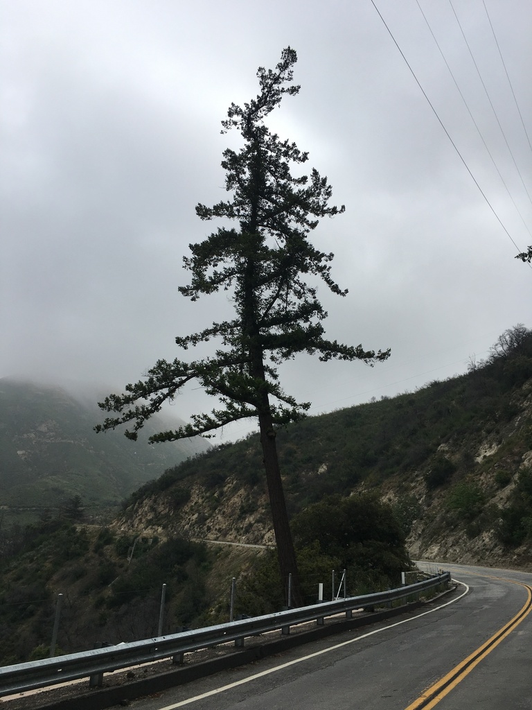 Bigcone Douglas-fir from Los Angeles County, CA, USA on May 15, 2019 at ...