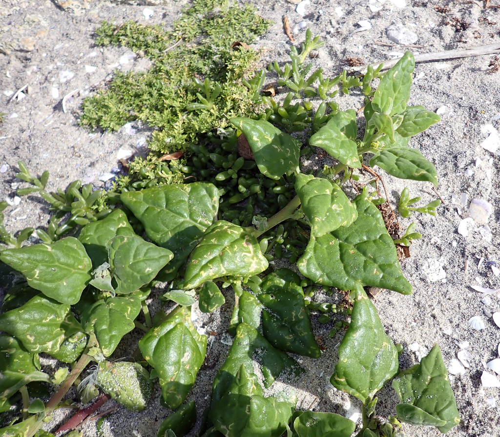 New Zealand Spinach from Chatham Islands, Rekohu (Chatham Island) Te ...