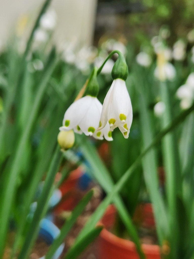 Summer snowflake from 台灣台北 on February 15, 2023 at 09:35 AM by 胡正恆 ...