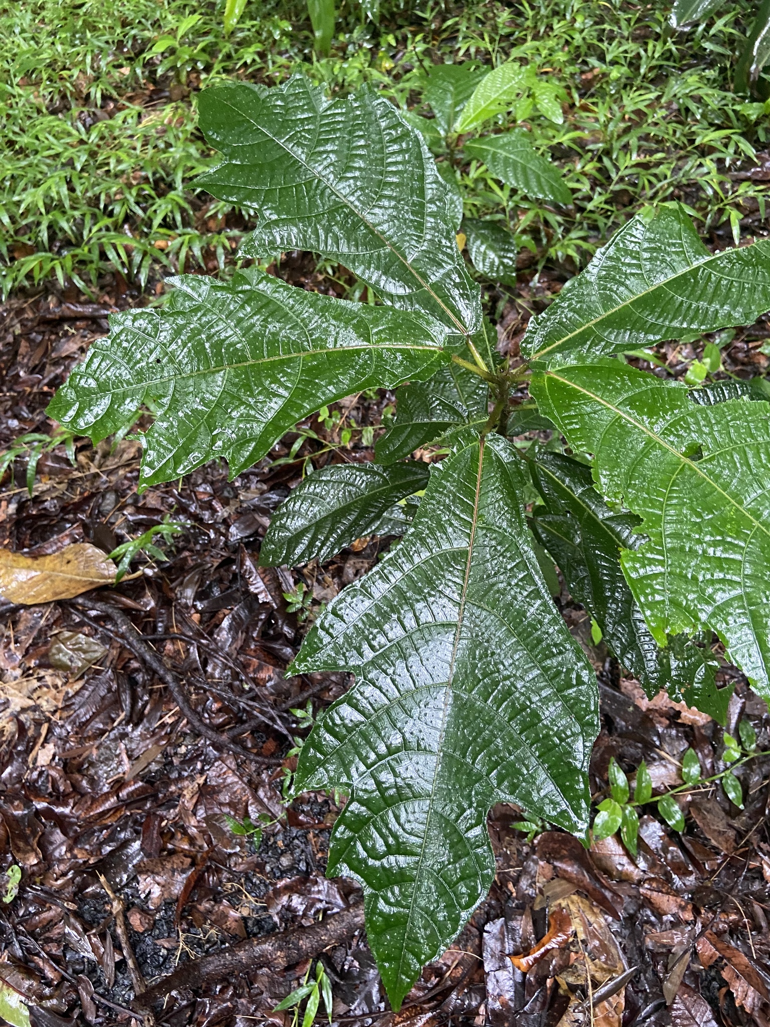 Ficus copiosa Steud.