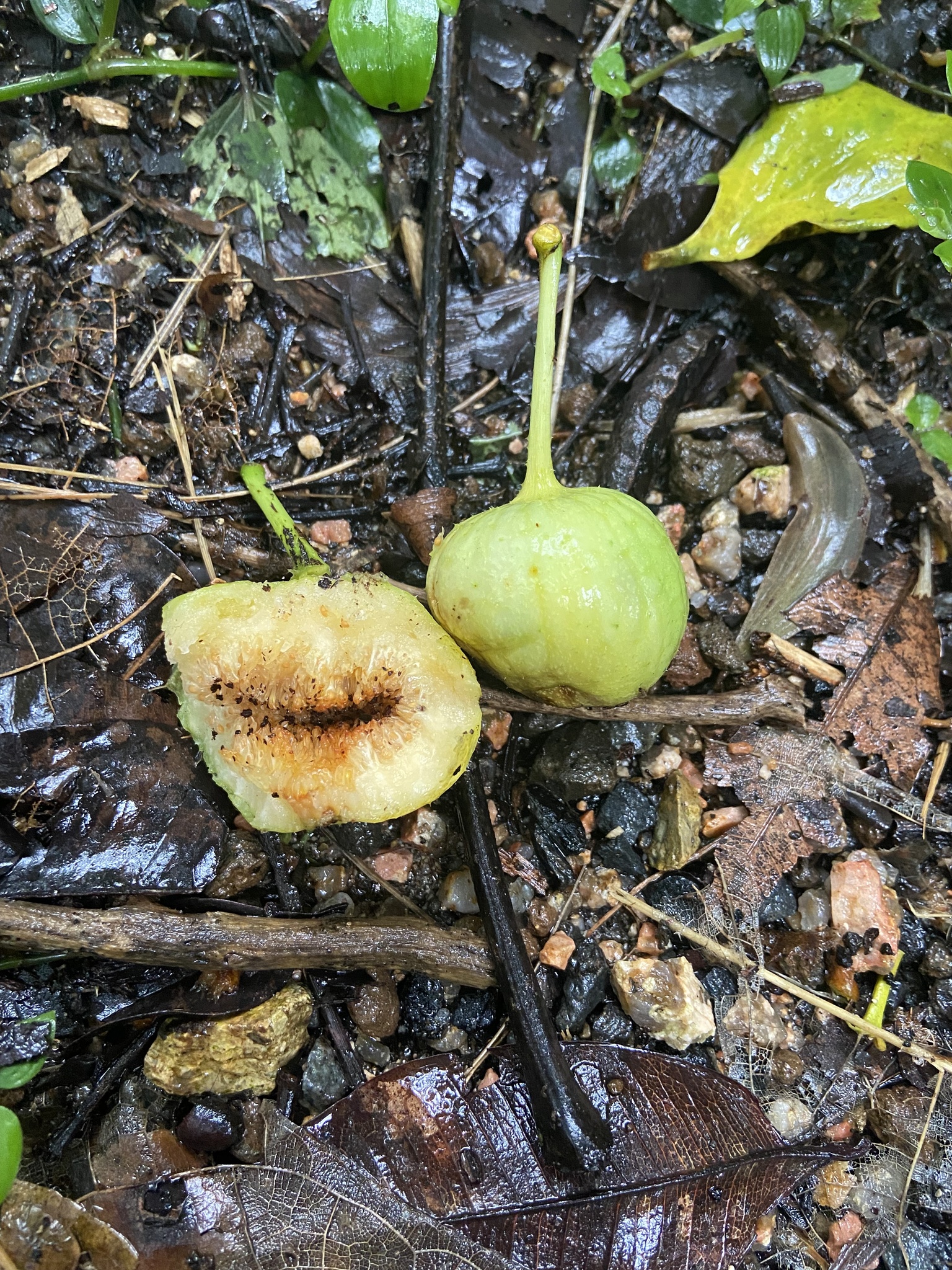 Ficus copiosa Steud.