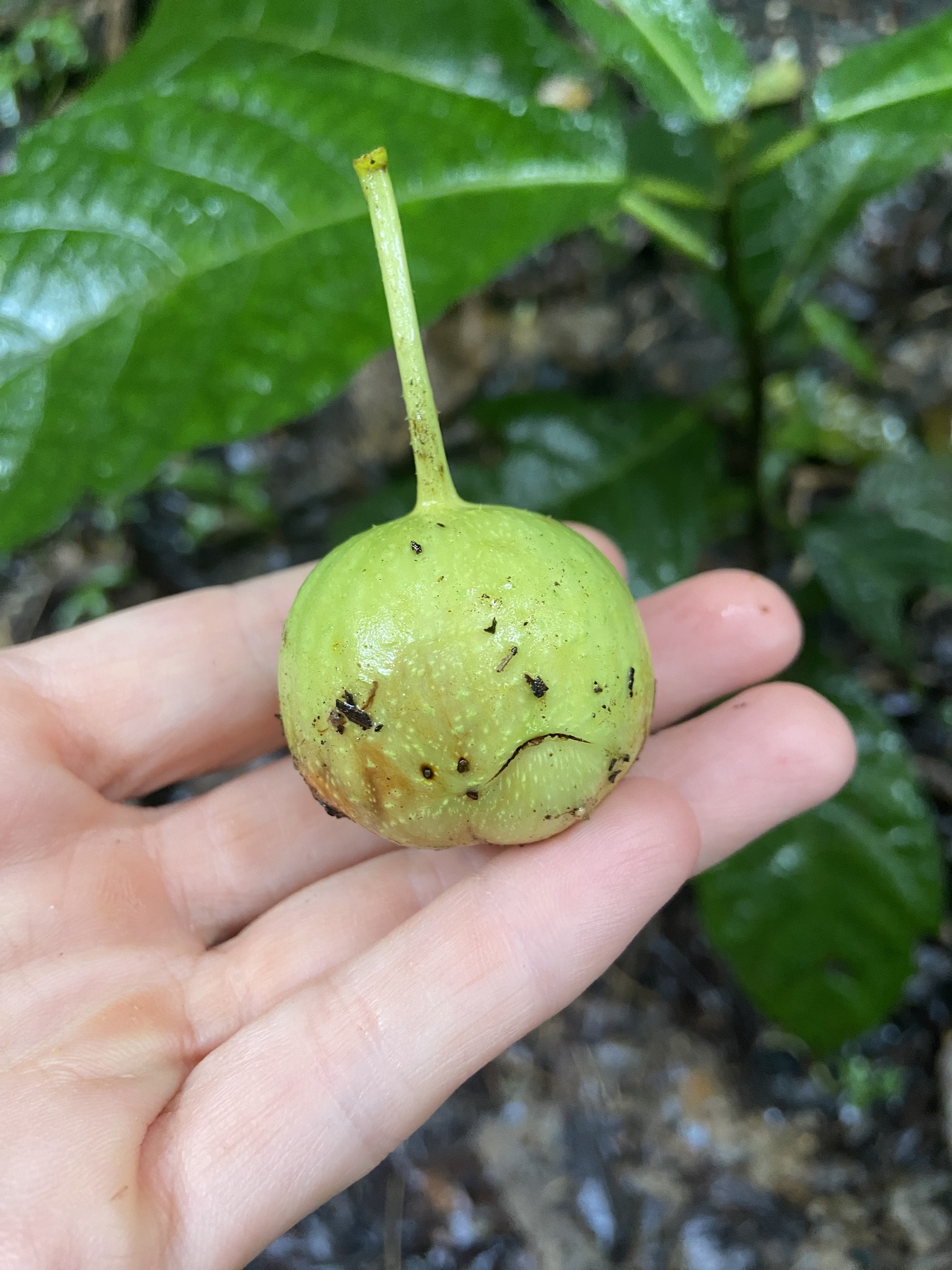 Ficus copiosa Steud.