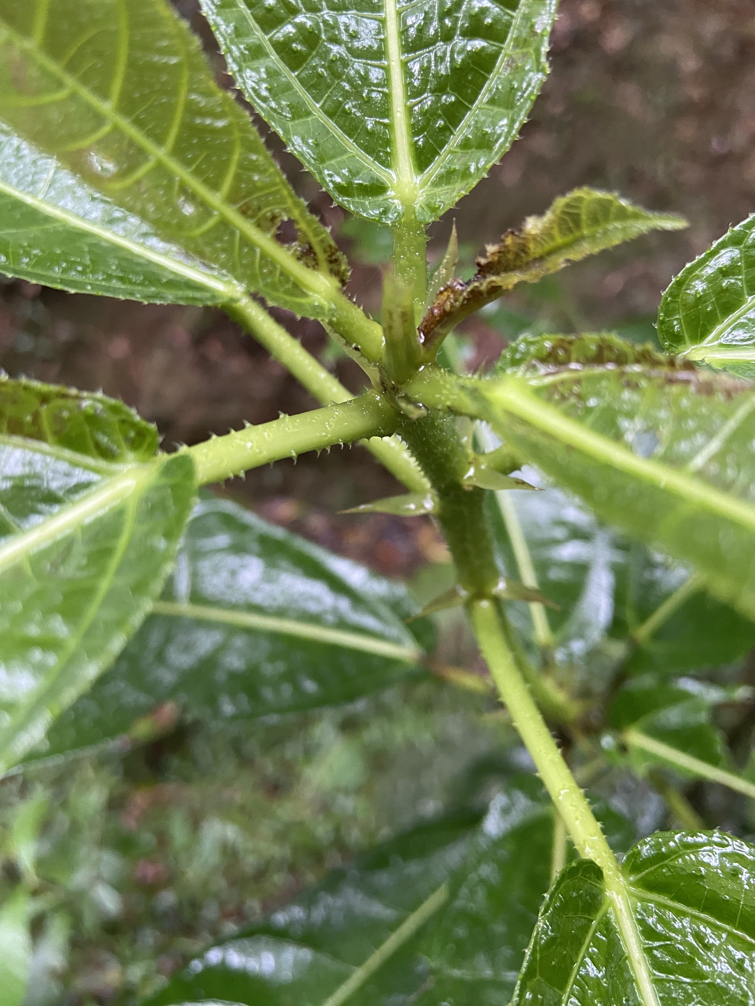 Ficus copiosa Steud.