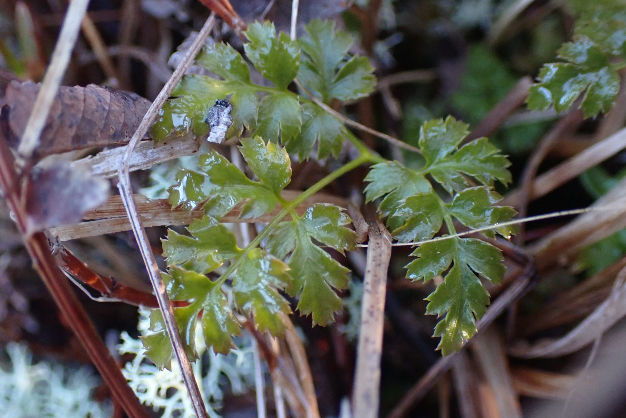 Coptis aspleniifolia Salisb.
