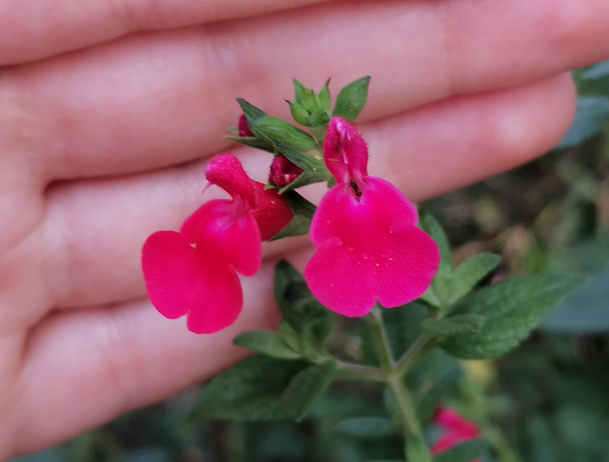 Salvia microphylla Kunth