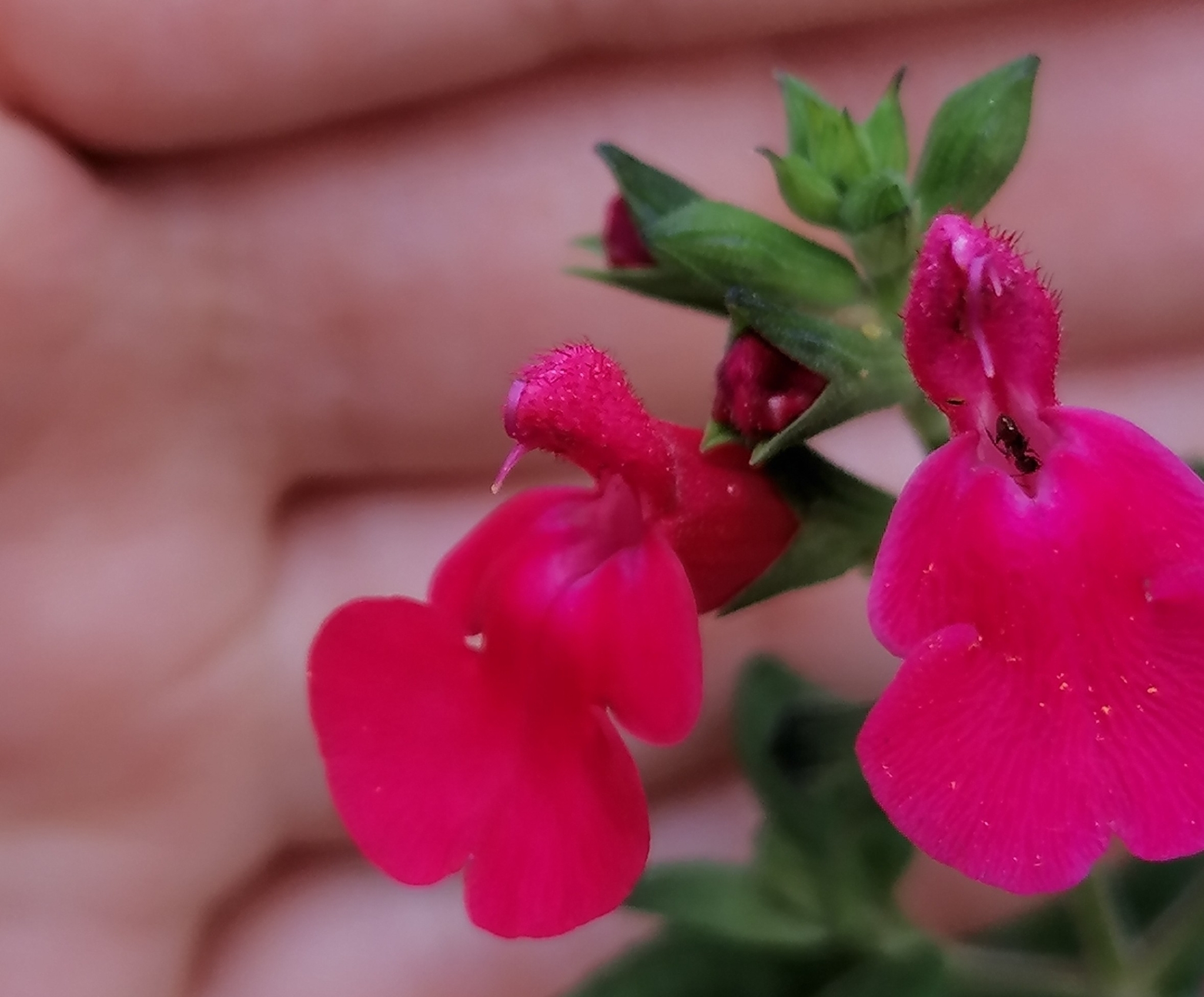 Salvia microphylla Kunth