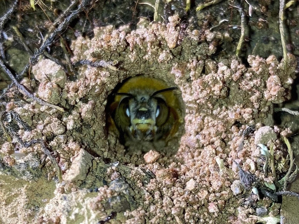 Amegilla albiceps in February 2023 by oneanttofew. Ten tunnel nests in ...
