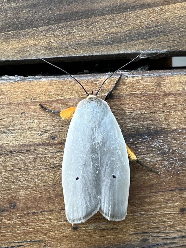 Fruit Tree Borer from Tasmania, Trevallyn, TAS, AU on February 16, 2023 ...