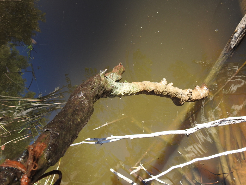 Freshwater Sponges from Talegalla Weir QLD 4650, Australia on February ...