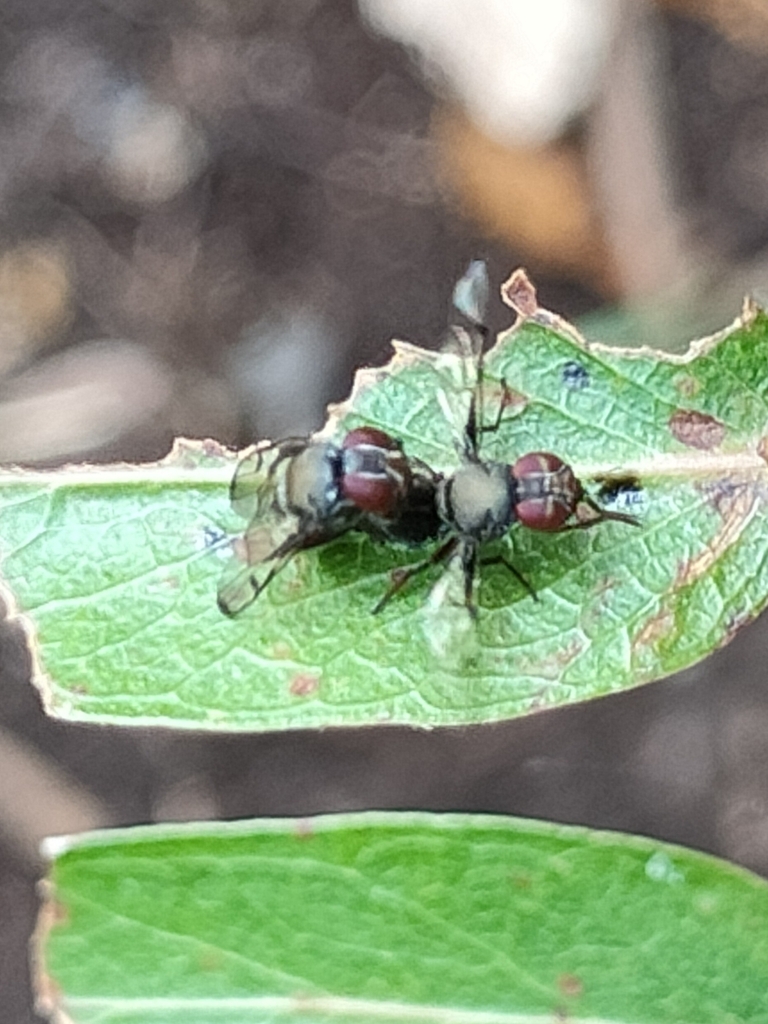 Boatman Fly from Blairgowrie VIC 3942, Australia on February 16, 2023 ...