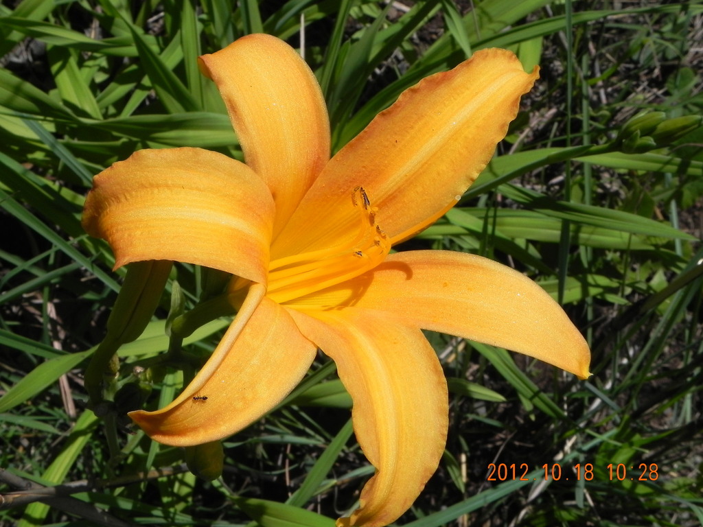 yellow daylily from Midmar Dam, Howick: One a bank, and not part of ...