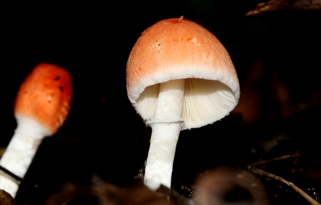 ruby dapperling from Rietfontein, Pretoria, 0084, South Africa on ...