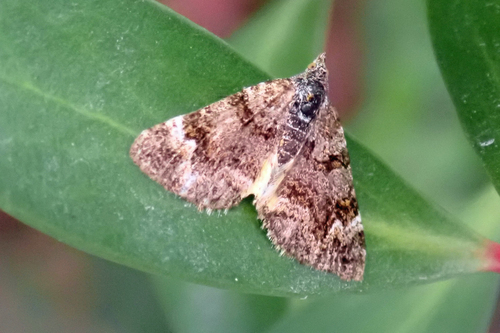 Chrysolarentia callima · iNaturalist