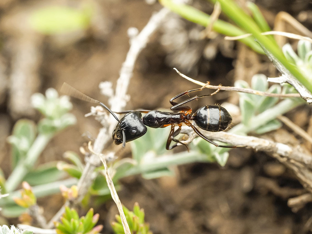 Camponotus hesperius (Tenerife Hymenoptera) · iNaturalist