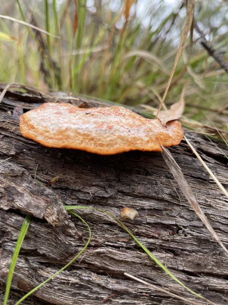 Southern Cinnabar Polypore from Bunjil Ward, Panton Hill, VIC, AU on ...