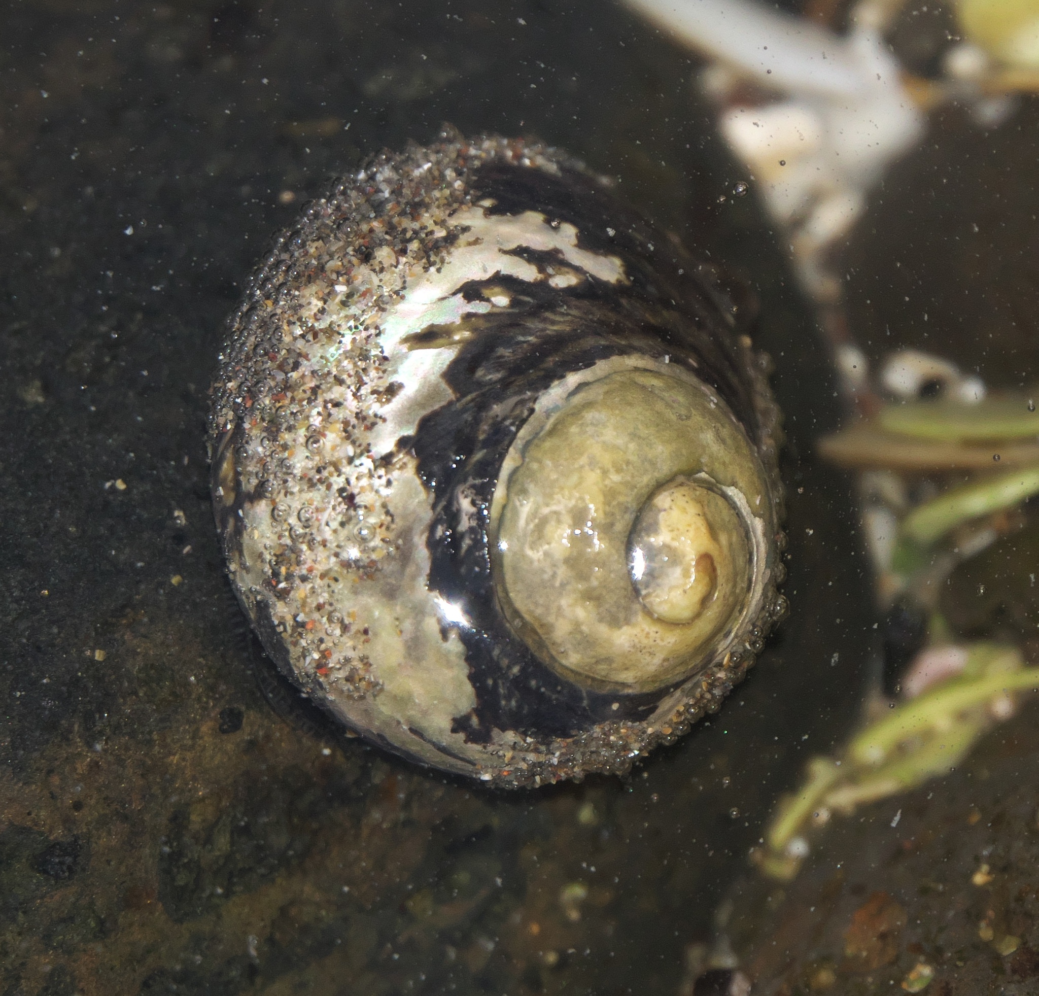 Diloma aethiops (Gmelin, 1791)