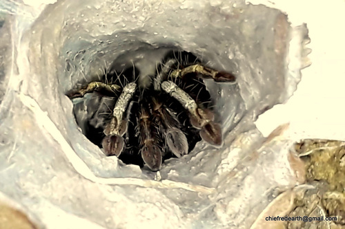 Cilantica agasthyaensis · iNaturalist