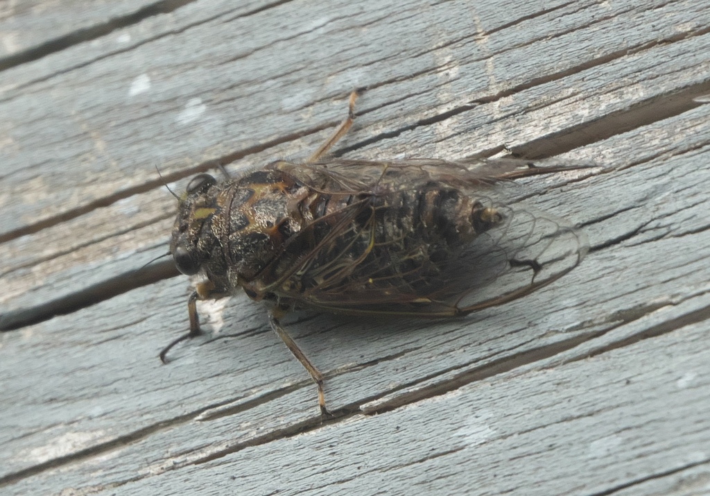Chirping Cicada from Christchurch including Banks Peninsula, NZ-CA, NZ ...