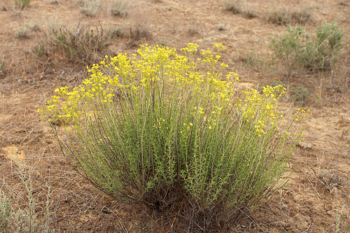 Haplophyllum obtusifolium · iNaturalist