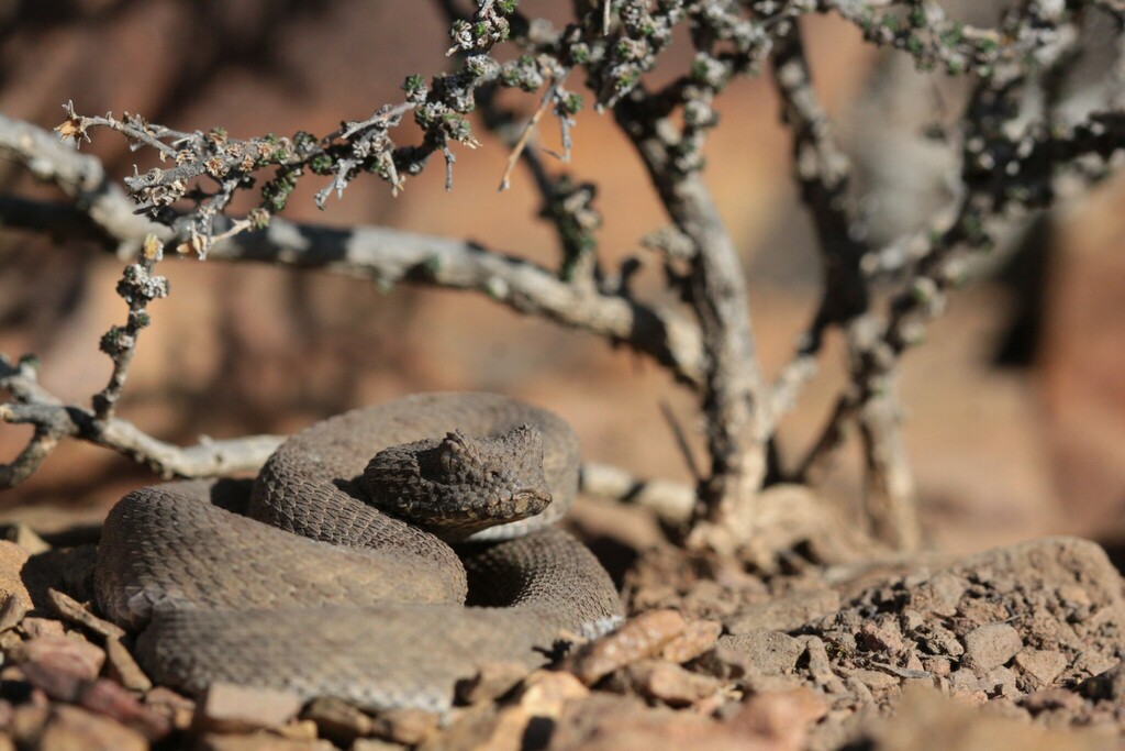 Plain Mountain Adder (Bitis inornata) - Snakes and Lizards