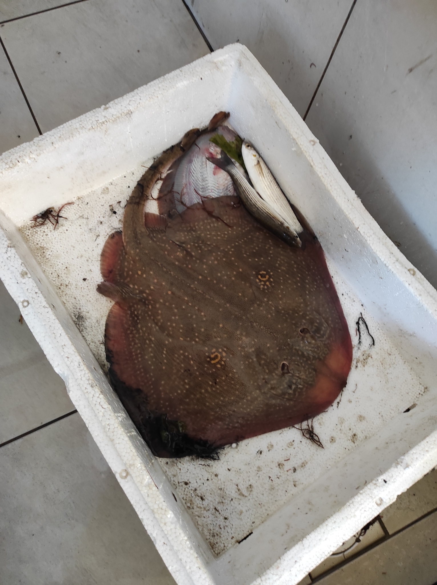 Raja radula Delaroche, 1809