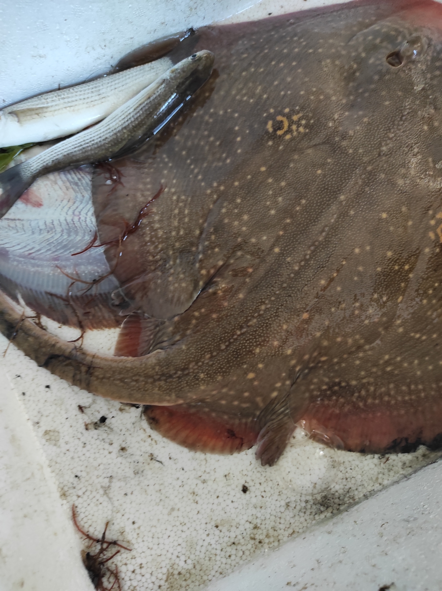 Raja radula Delaroche, 1809