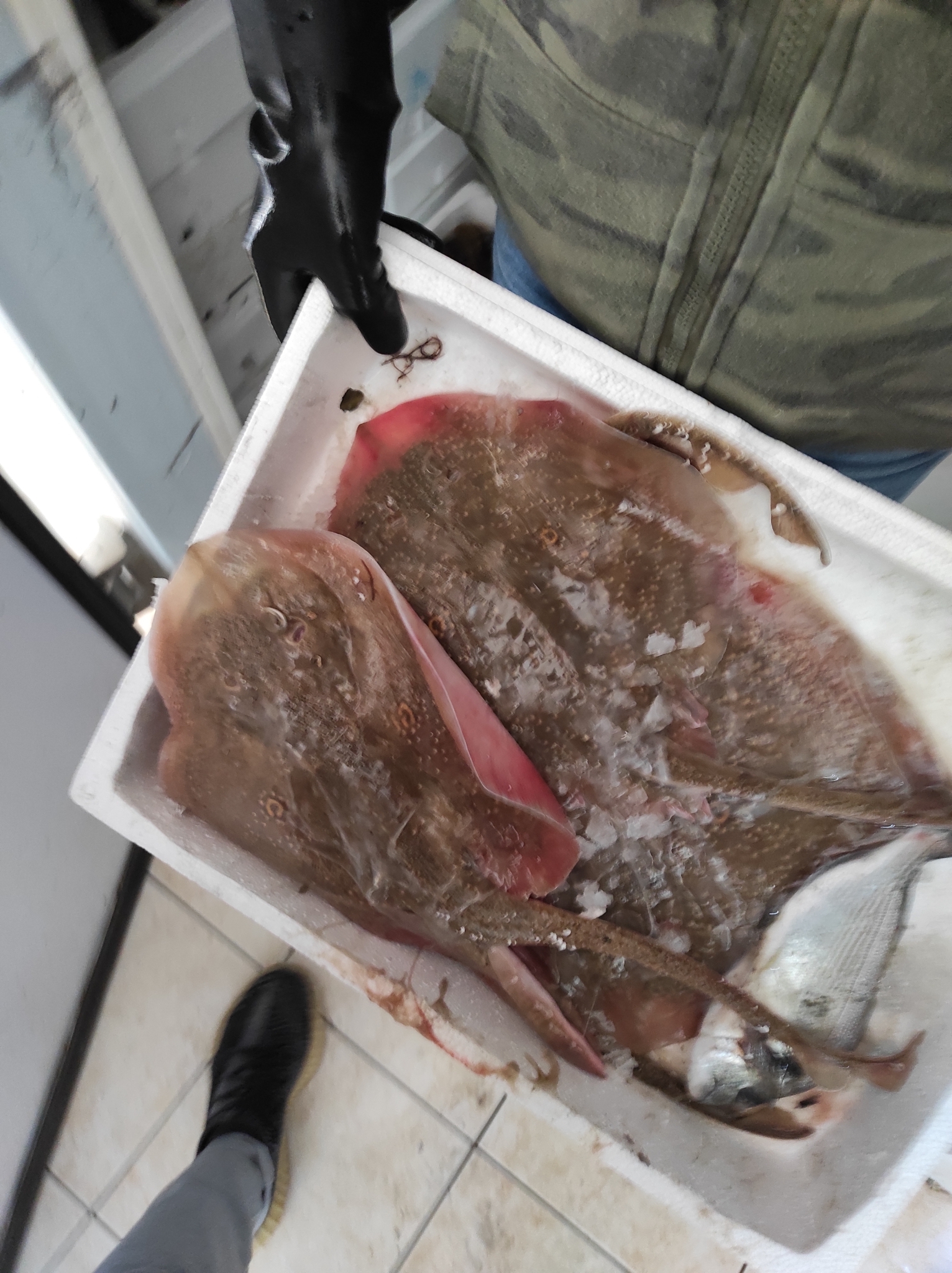 Raja radula Delaroche, 1809