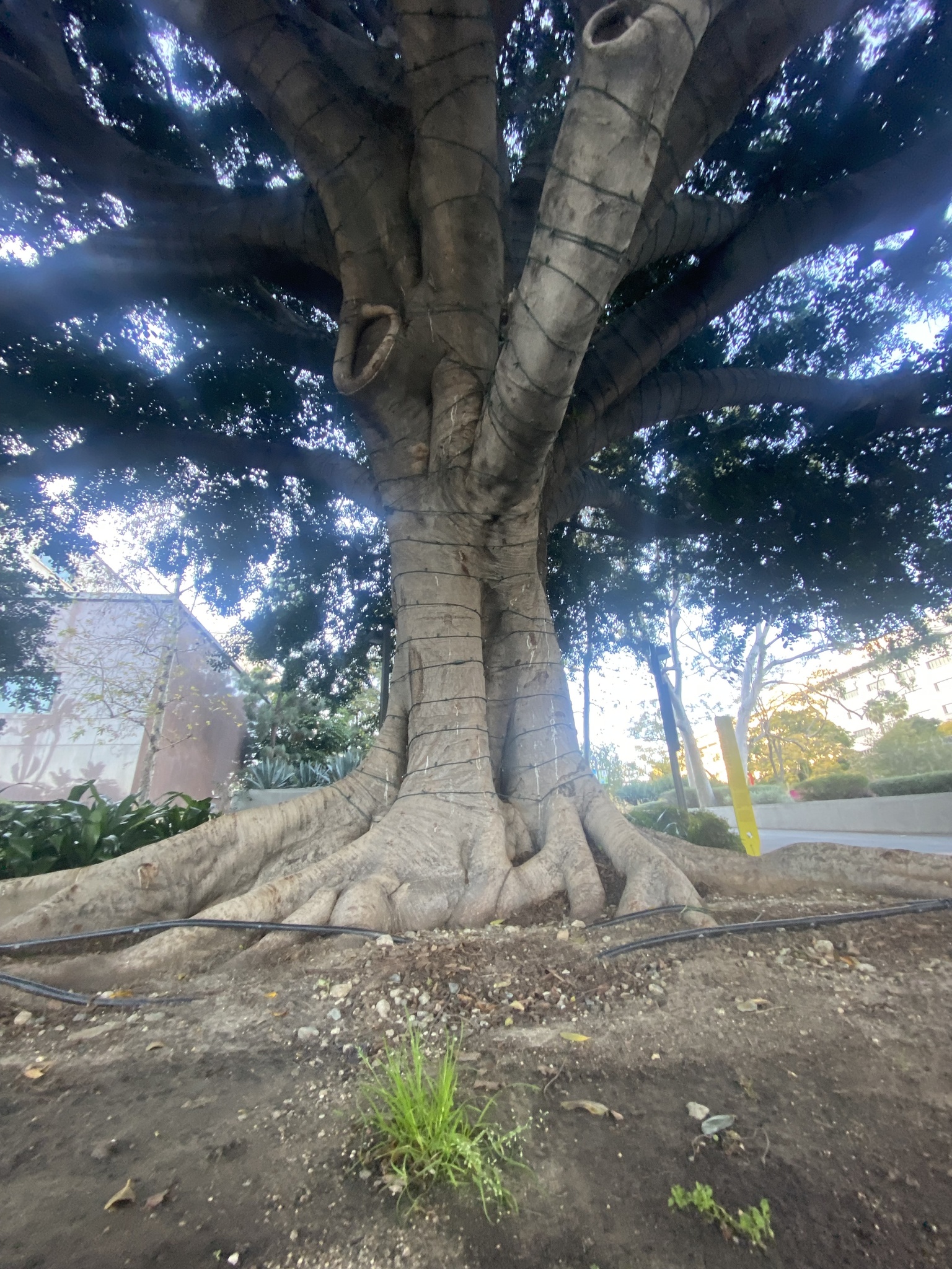 Ficus benghalensis L.