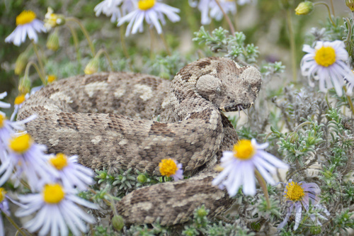 Albany Adder (Bitis albanica) · iNaturalist