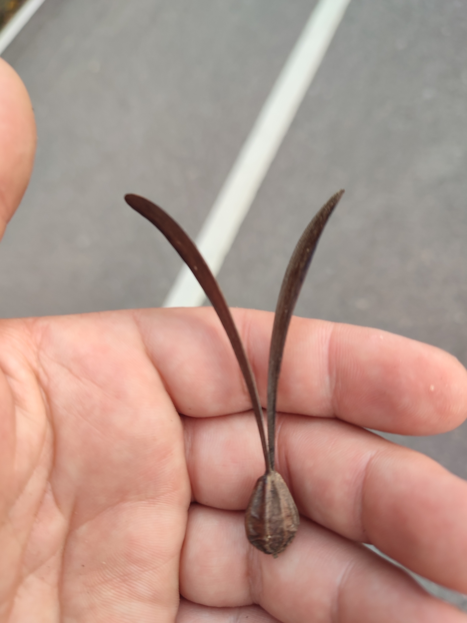 Gyrocarpus americanus Jacq.