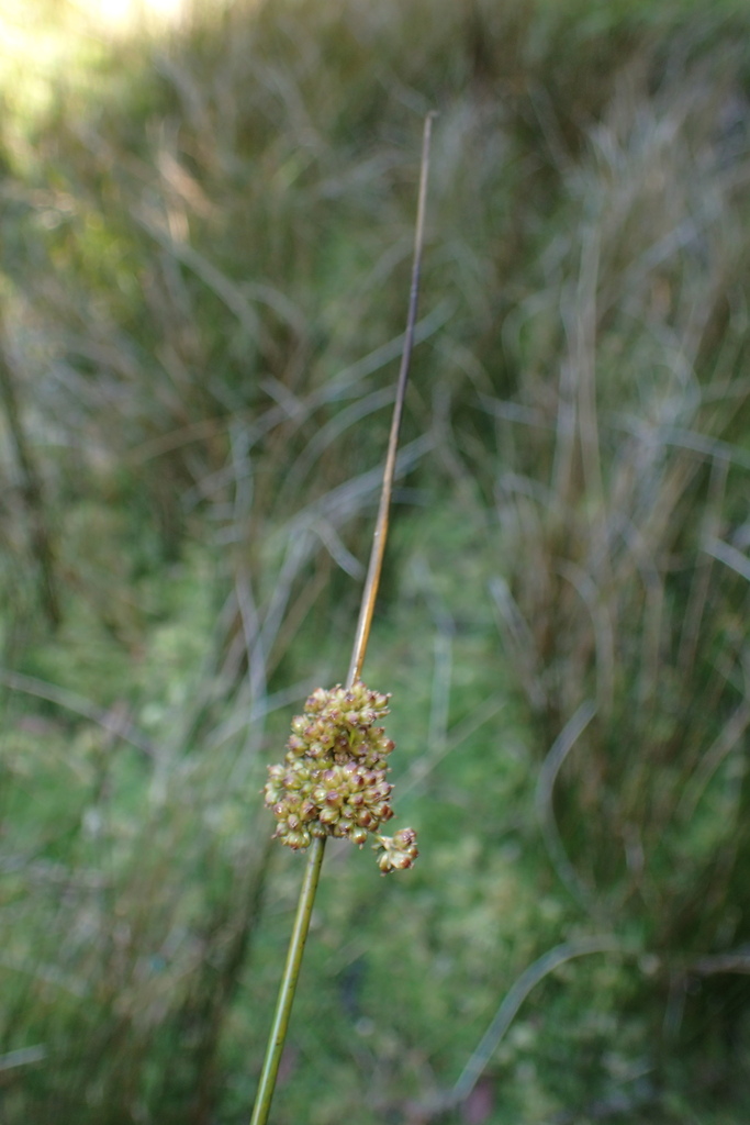 Juncus bassianus from Middlesex TAS 7306, Australia on February 11 ...