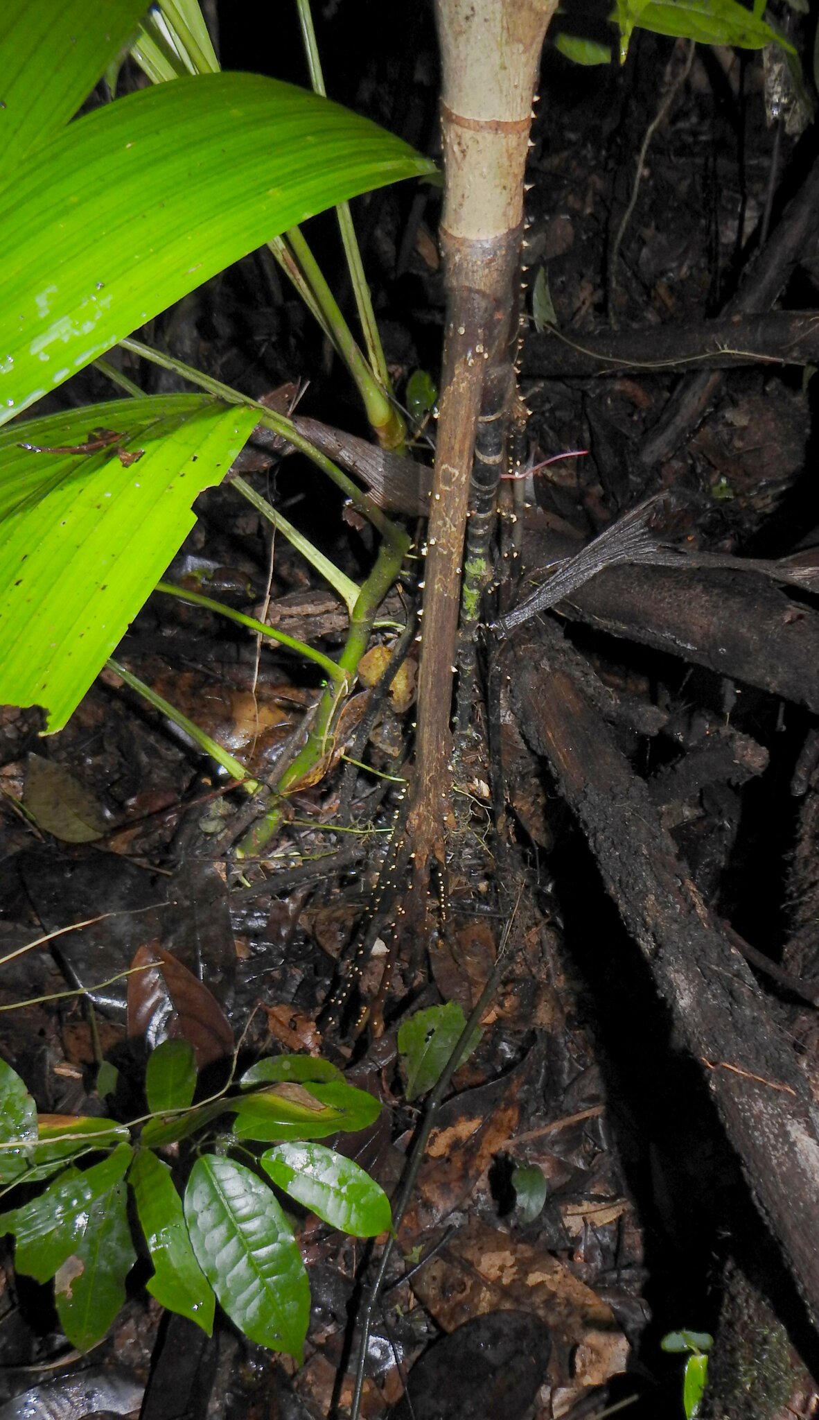 Socratea exorrhiza (Mart.) H.Wendl.